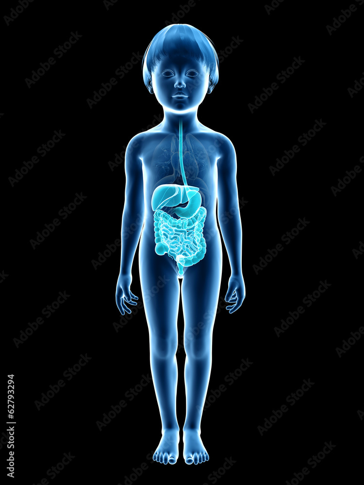 anatomy of a young child - digestive system Stock Illustration | Adobe ...