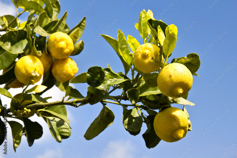 Lemon tree Stock Photo | Adobe Stock