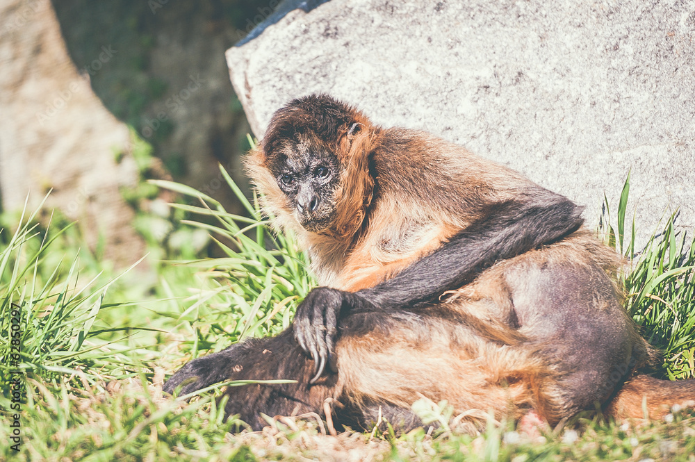 Singe atèle de Geoffroy Photos | Adobe Stock