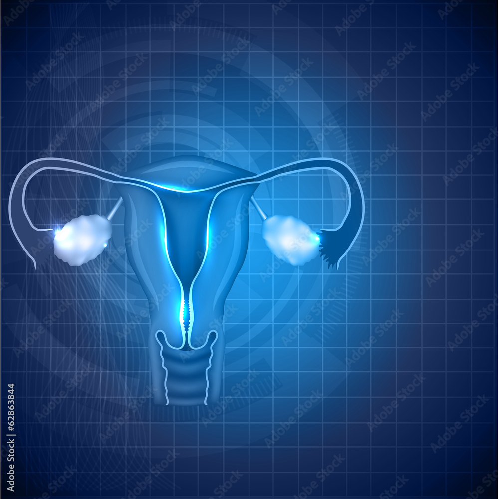Female reproductive system background, uterus and ovaries Stock Vector ...
