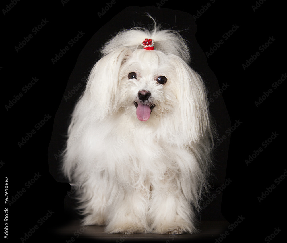 Black And White Maltese Dog