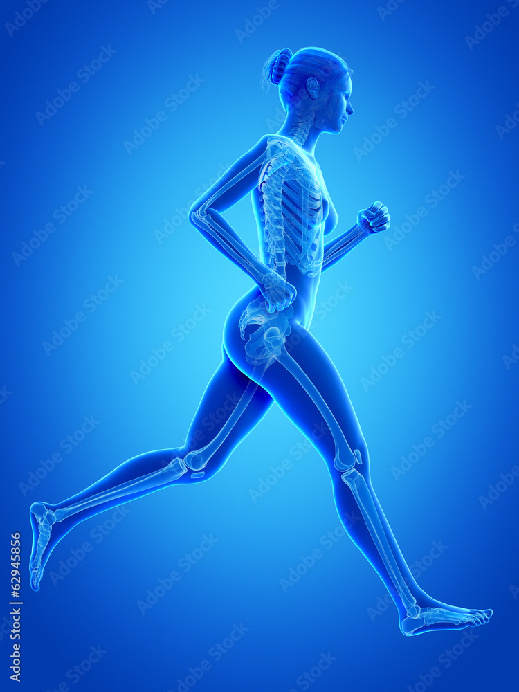 woman running - visible anatomy of the skeleton Stock Illustration ...