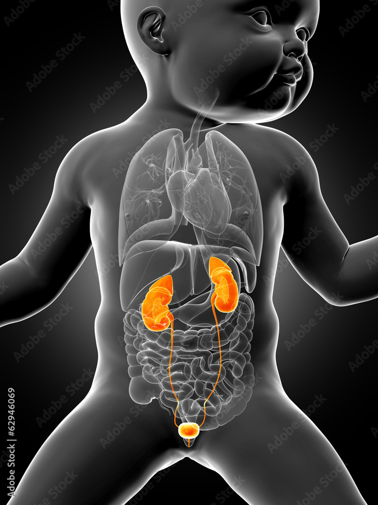 medical illustration showing the urinary system of a baby Stock ...
