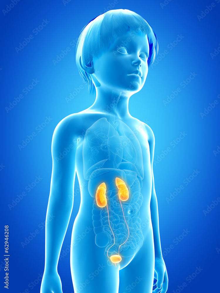 Urinary System For Kids Human Body Facts Human Body