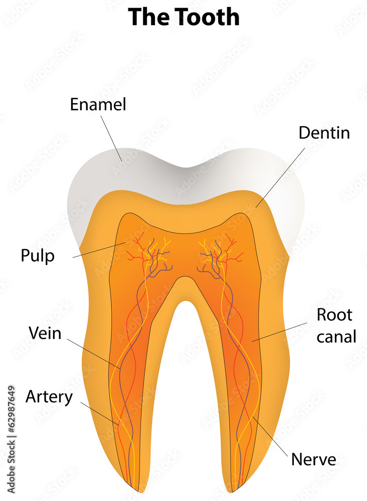 Tooth Labeled Diagram Stock Illustration | Adobe Stock