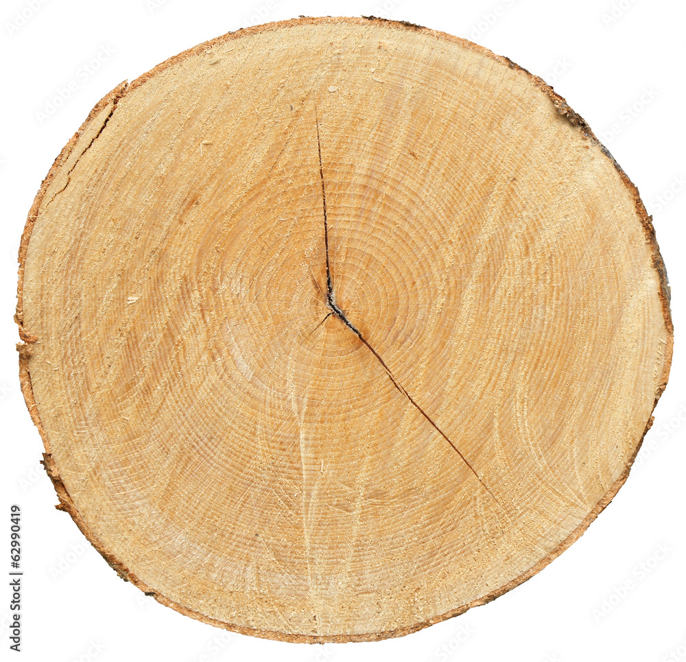 Cross section of tree trunk isolated on white background with Clipping ...