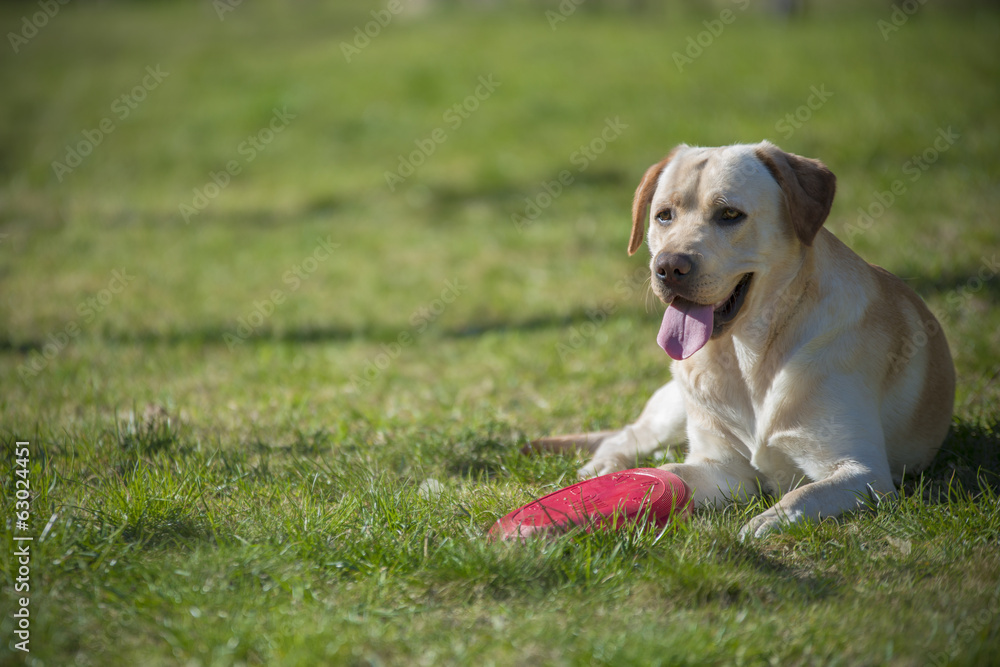 Labrador Stock Photo | Adobe Stock