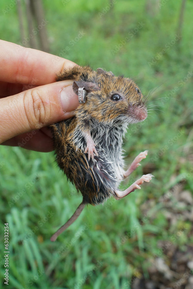 Ratón de campo, Apodemus sylvaticus Stock Photo | Adobe Stock