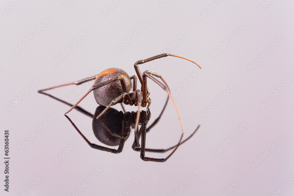 Poster Australian Female Redback Spider side view walking – Muurposter ...