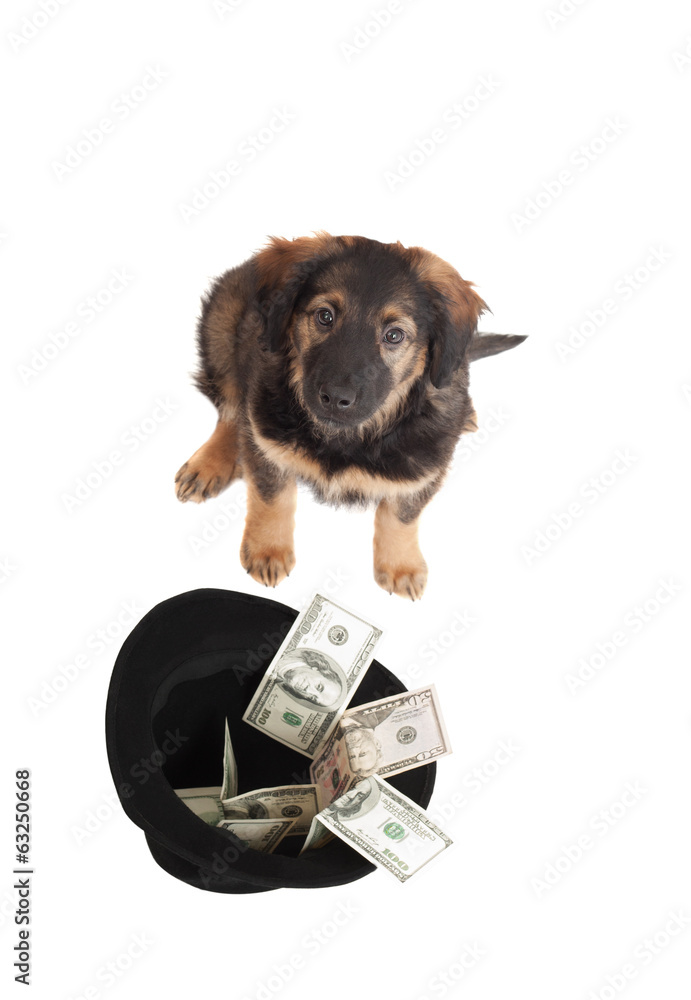 dog and money on a white background isolated Stock Photo | Adobe Stock