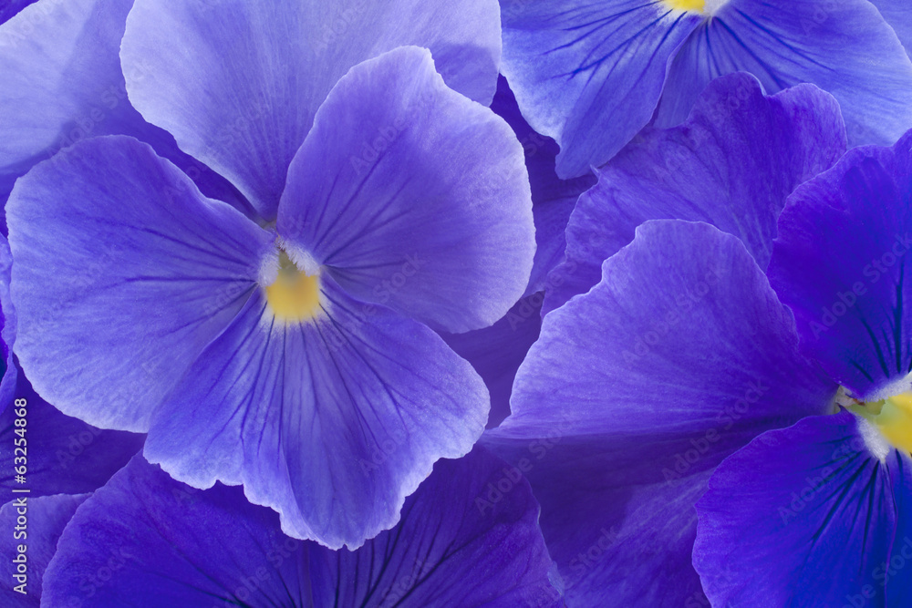 pansy Stock Photo | Adobe Stock