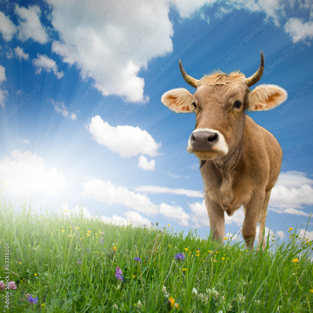 Cow standing Stock Photo | Adobe Stock