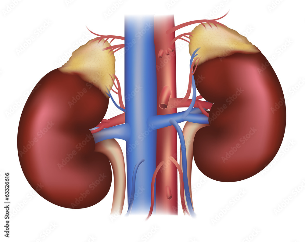 Kidneys and adrenal glands, blood supply Stock-Vektorgrafik | Adobe Stock
