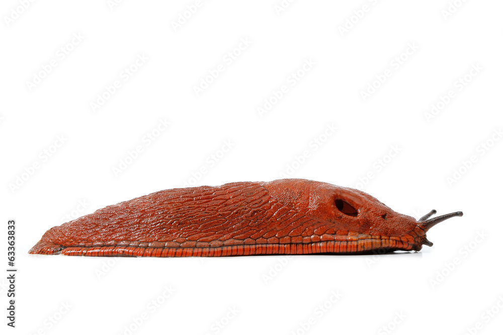 limace Stock Photo | Adobe Stock