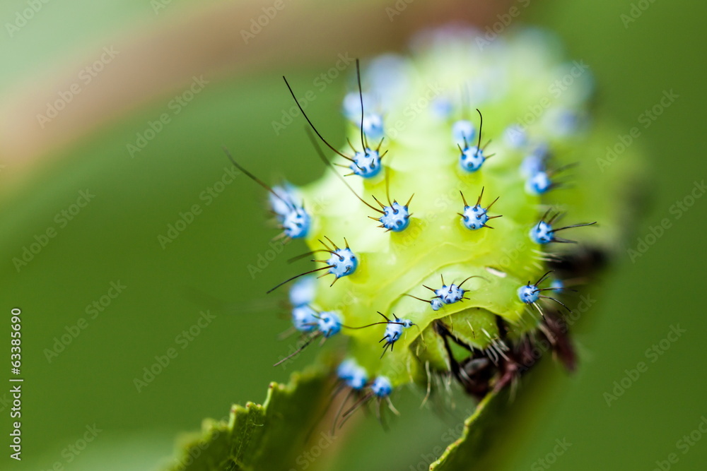 Raupe des Wiener Nachtpfauenauge Stock Photo | Adobe Stock