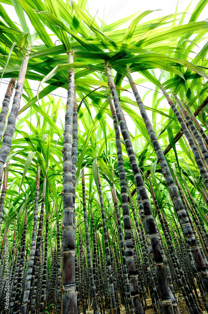 sugarcane plants grow Stock Photo | Adobe Stock