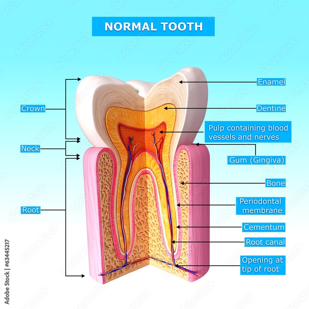 3D Illustration of teeth anatomy with names Stock Illustration | Adobe ...