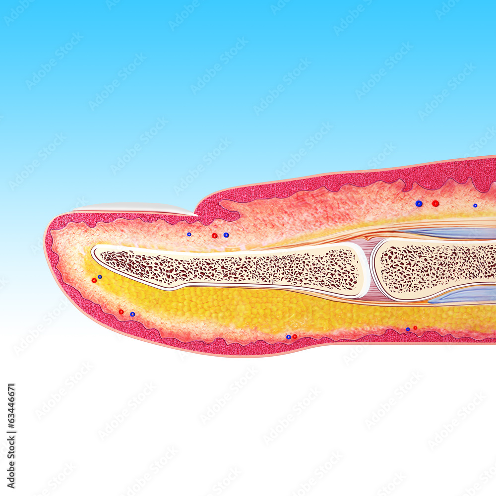 Anatomy of fingertip Stock Illustration | Adobe Stock