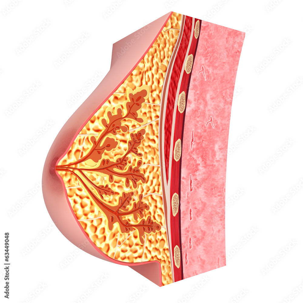 Anatomy Of Female Breast Stock Illustration Adobe Stock
