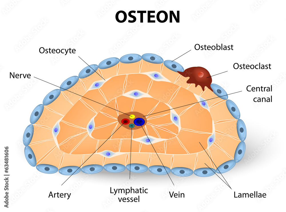 Osteon development and structure Stock-Vektorgrafik | Adobe Stock