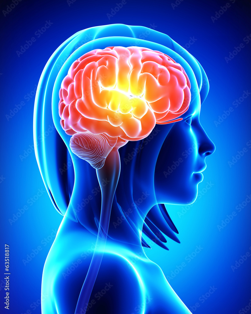 Anatomy of female brain Stock Illustration | Adobe Stock