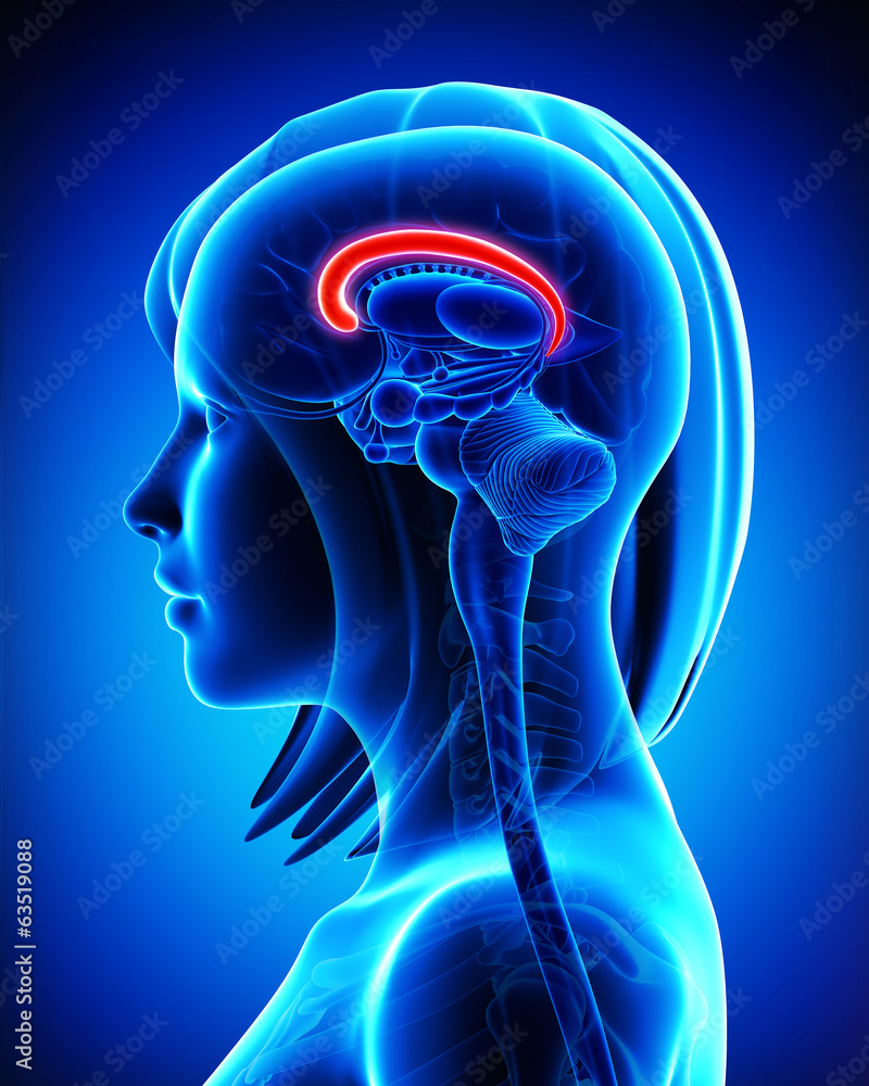 Anatomy of brain cingulate gyrus- cross section Stock Illustration ...