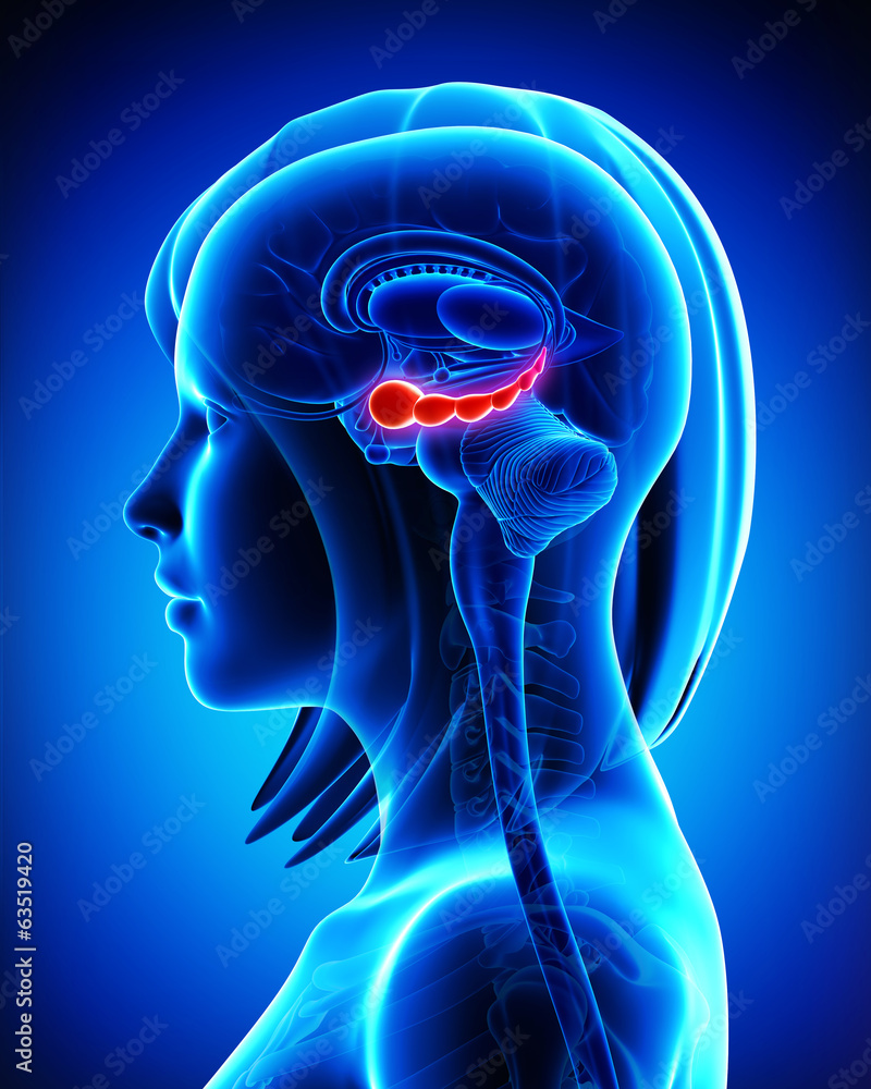 Anatomy of Brain hippocampus in blue Stock Illustration | Adobe Stock