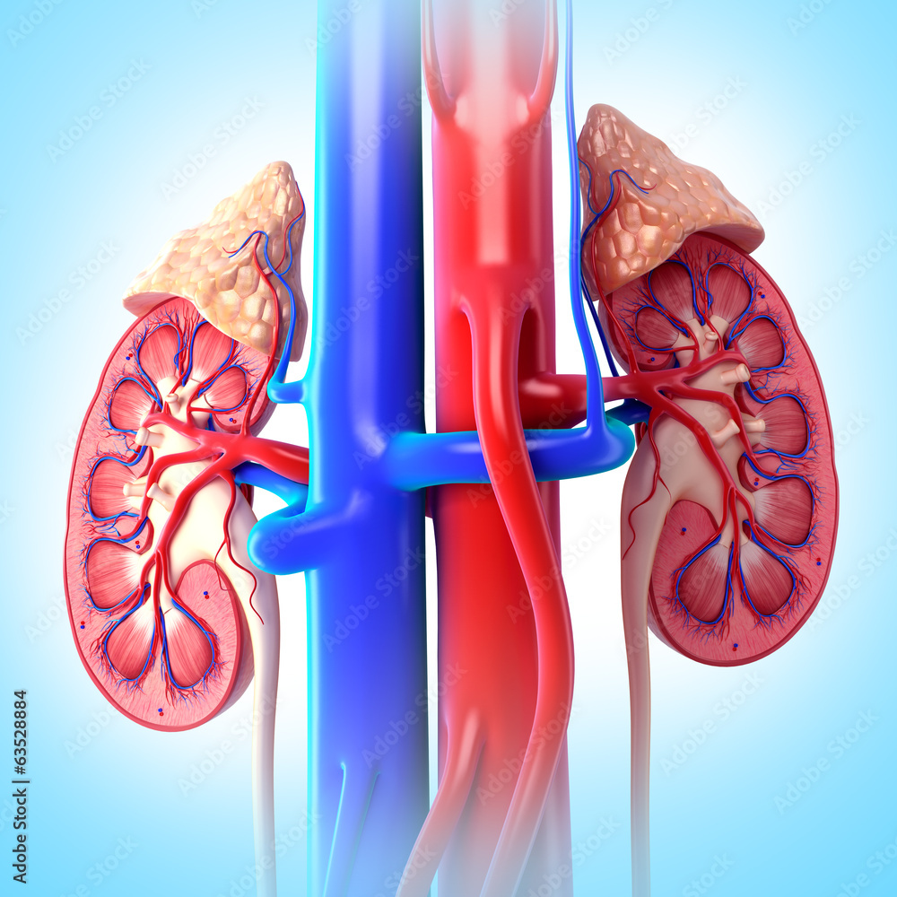 Anatomy of kidney cross section Stock Illustration | Adobe Stock