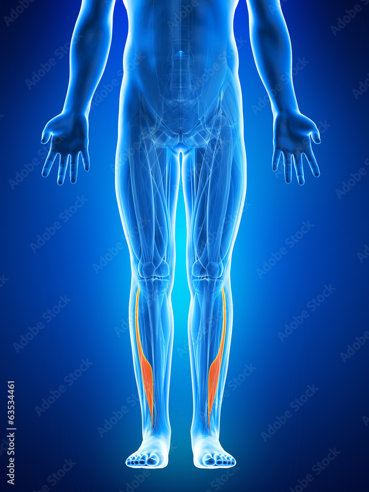 anatomy illustration showing the extensor digitorum longus Stock ...