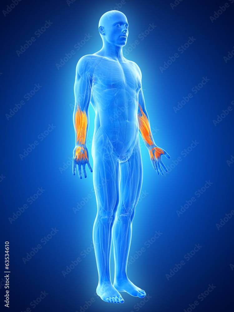 anatomy illustration showing the lower arm muscles Stock Illustration ...