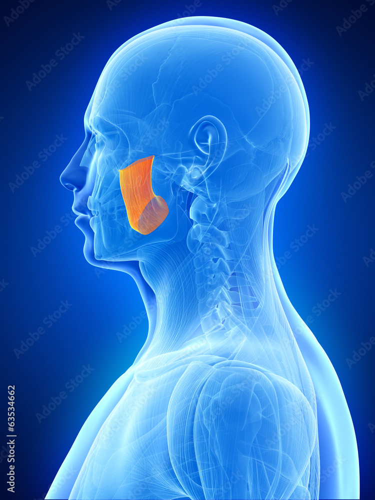 anatomy illustration showing the masseter superior Stock Illustration ...