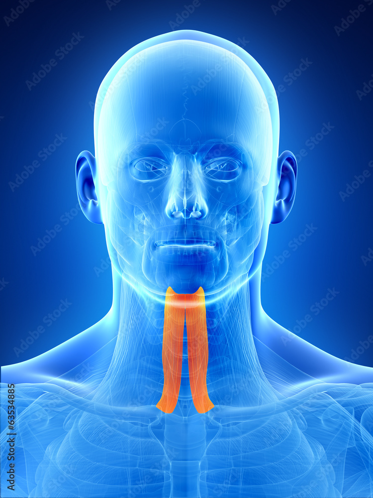 anatomy illustration showing the sternohyoid Stock Illustration | Adobe ...