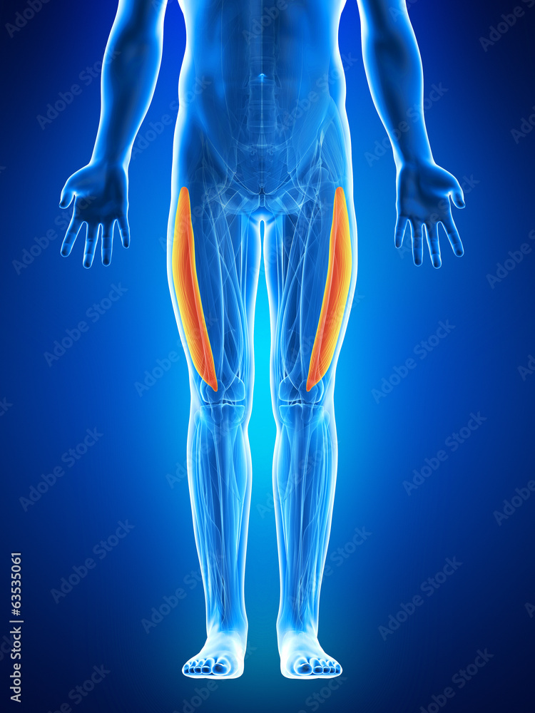 anatomy illustration showing the vastus lateralis Stock Illustration ...