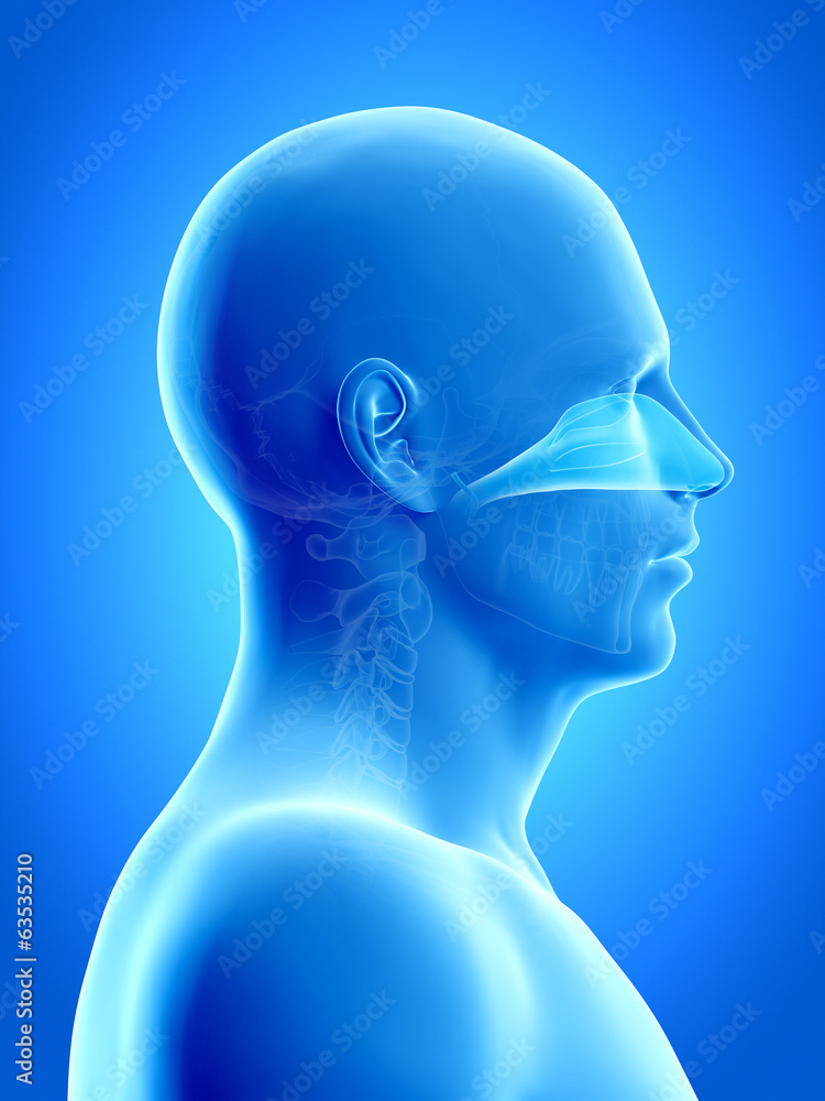 anatomy illustration showing the nasal cavity Stock Illustration ...