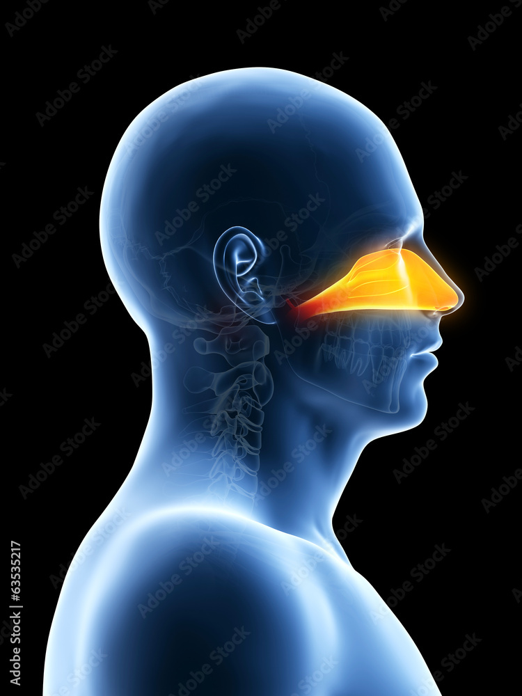 anatomy illustration showing the nasal cavity Stock Illustration ...