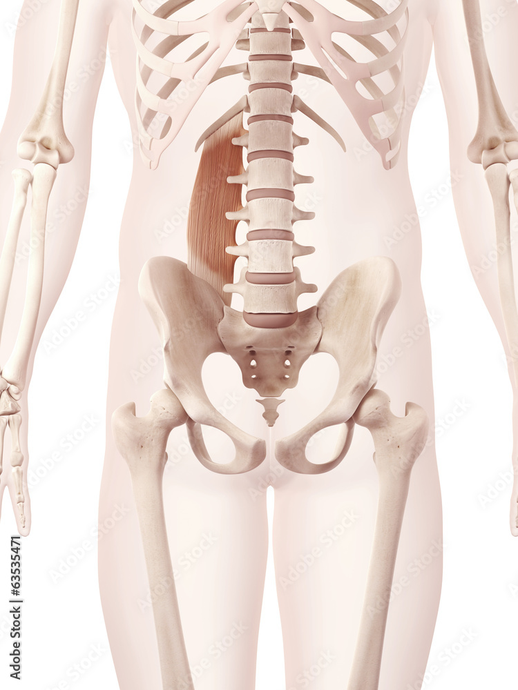 anatomy illustration showing the quadratus lumborum Stock Illustration ...