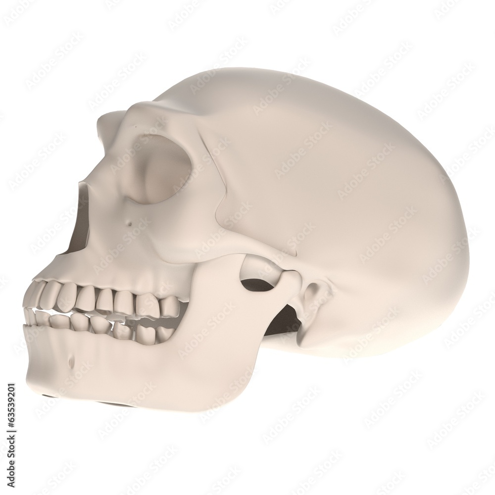 realistic 3d render of homo erectus skull Stock Illustration | Adobe Stock