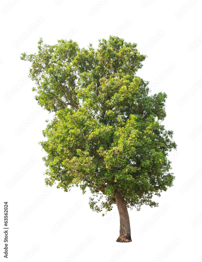 Tembusu (Fagraea fragrans) tree isolated on white Stock Photo | Adobe Stock