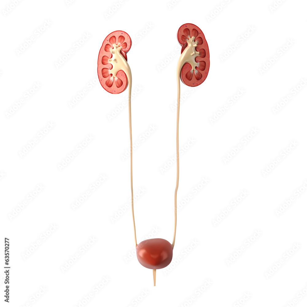 Anatomy of urinary system Stock Illustration | Adobe Stock