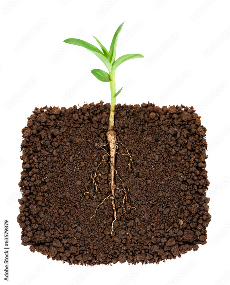 cross section view of a plant with its roots Stock Photo | Adobe Stock