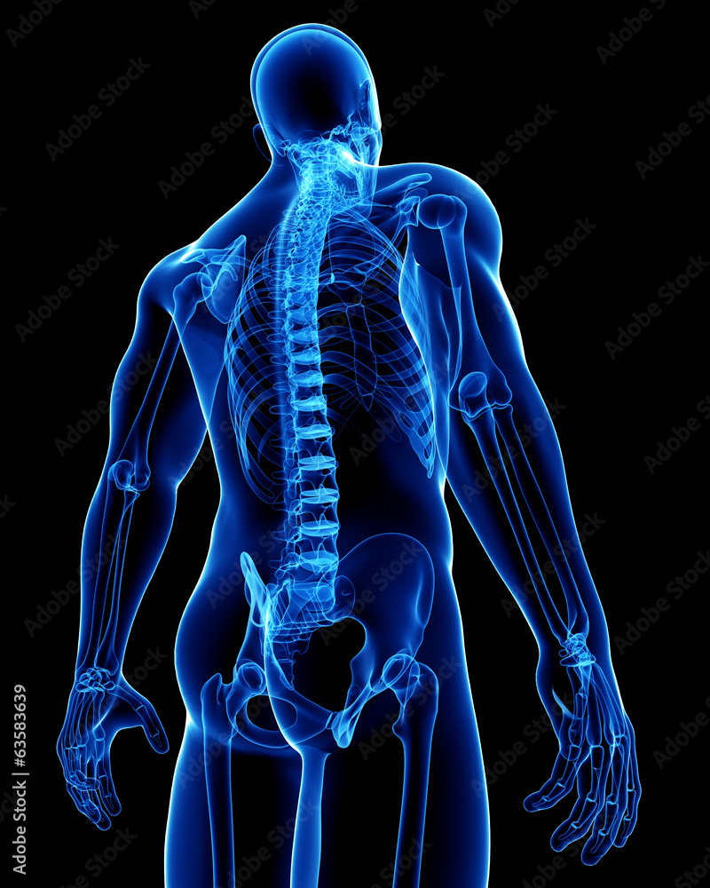ภาพประกอบสต็อก X-ray of male body posterior view ภาพ | Adobe Stock