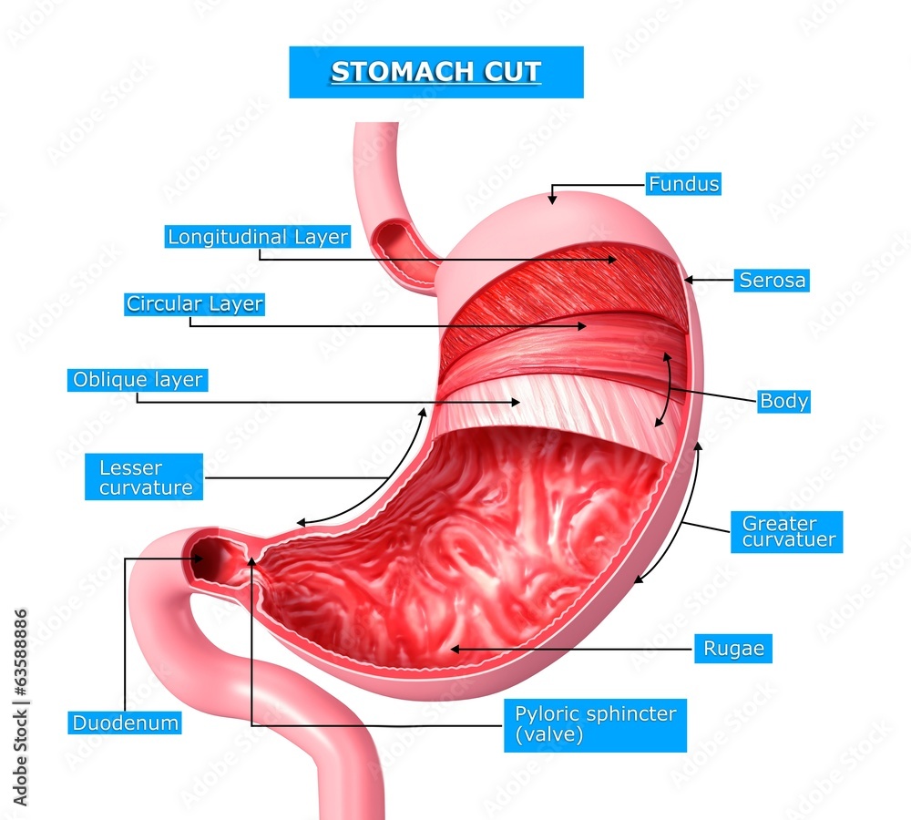 Full Stomach Diagram