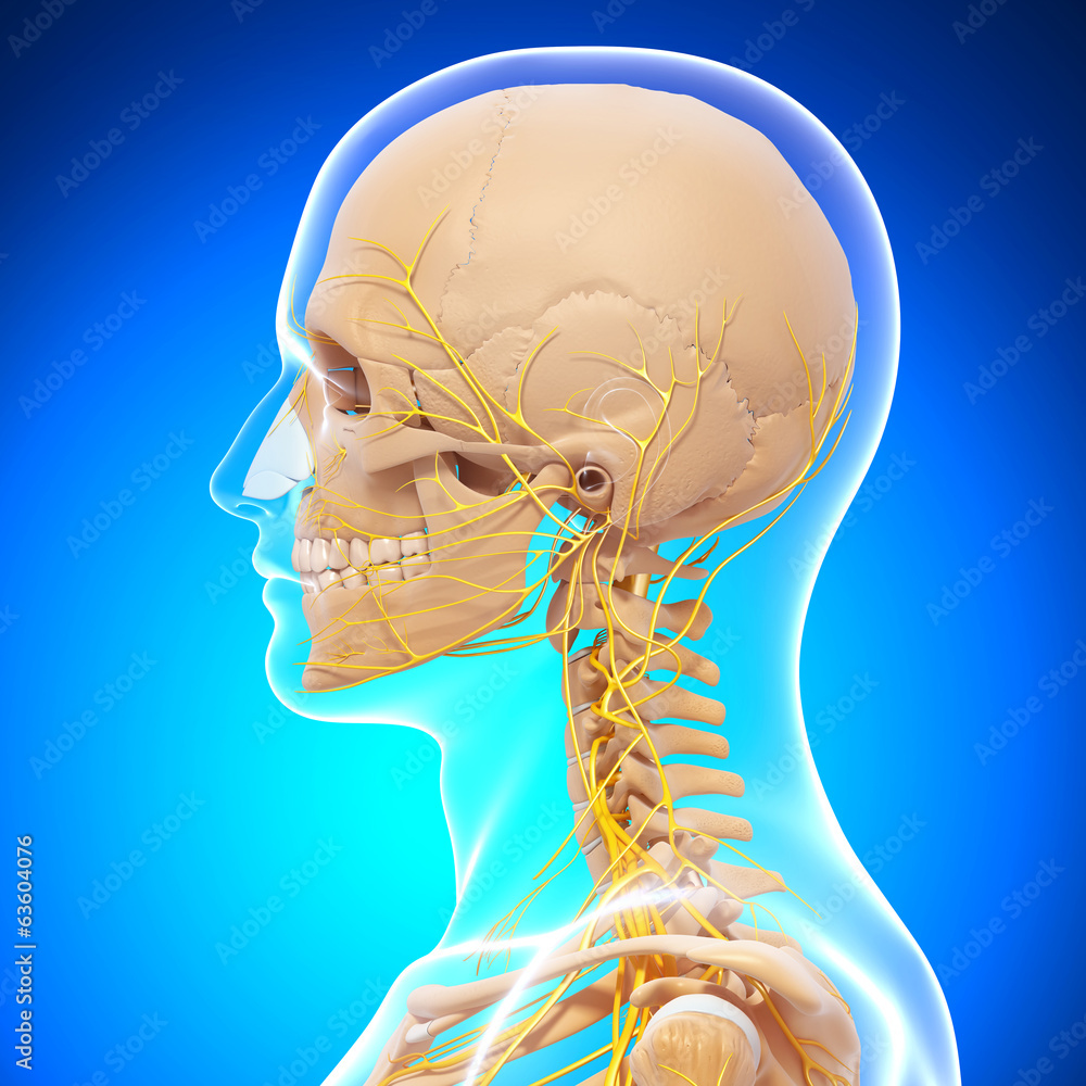 3d Anatomy of nervous system with human skull Stock Illustration ...
