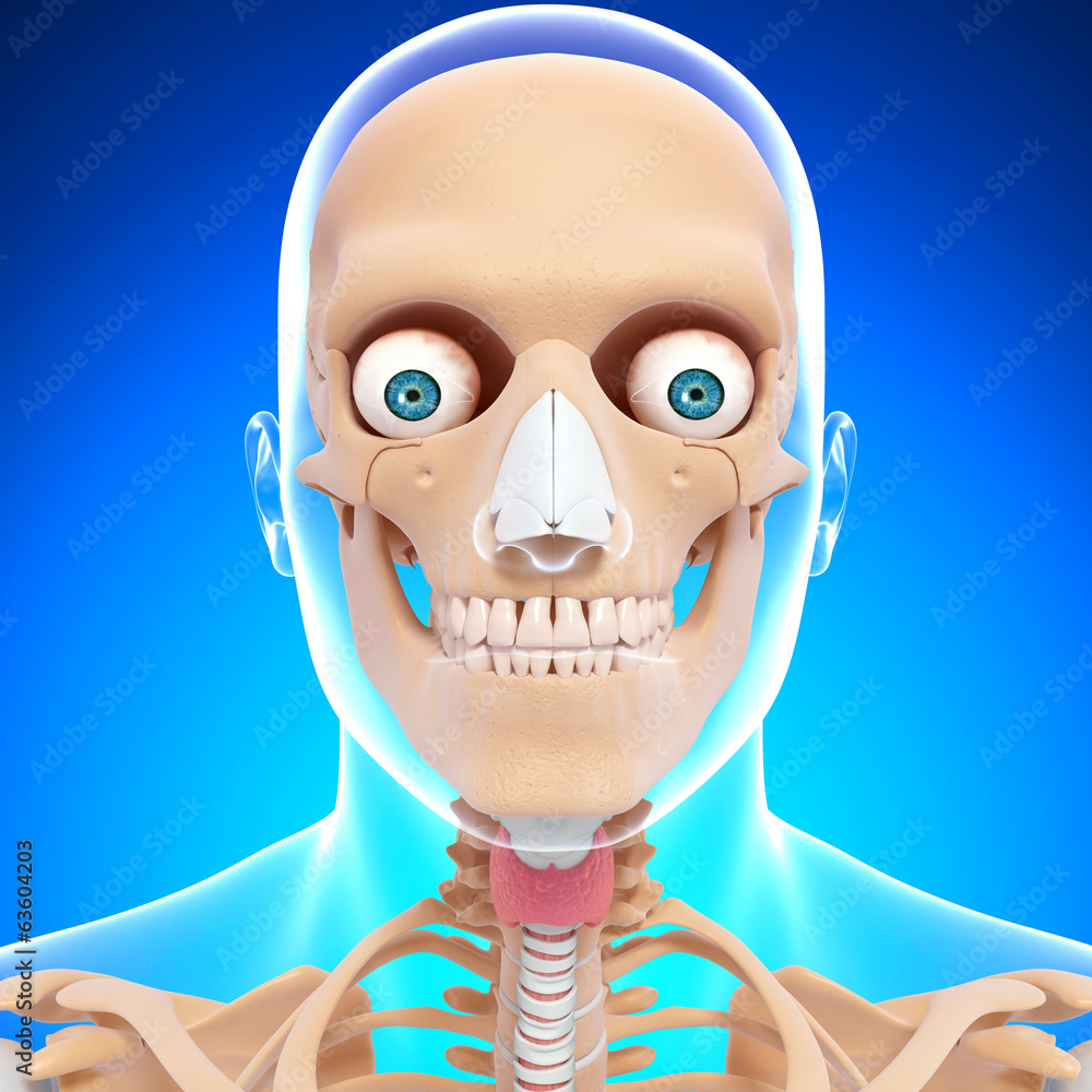 Anatomy of human skull with thyroid cartilage Stock Illustration ...