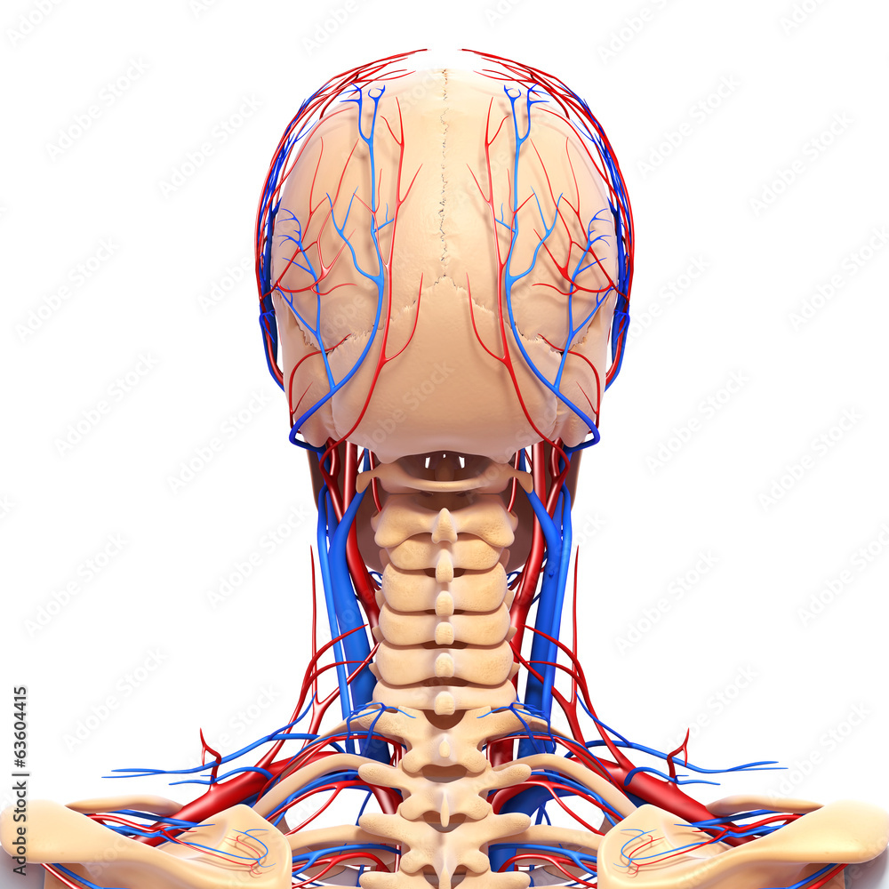 3d Anatomy of circulatory system with spinal cord Stock Illustration ...