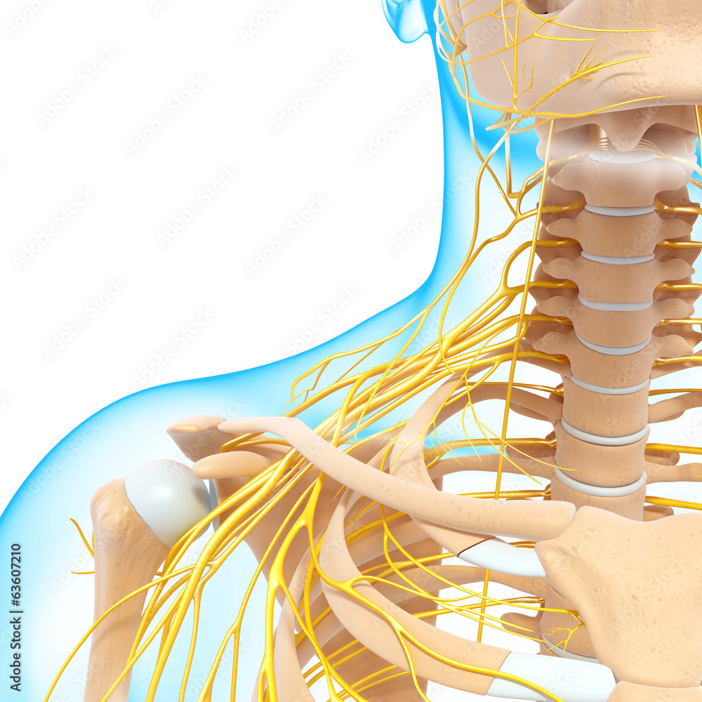 Anatomy of nervous system with ribs Stock Illustration | Adobe Stock