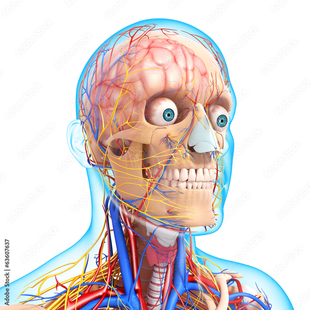 human skull with circulatory system nervous system and brain Stock ...