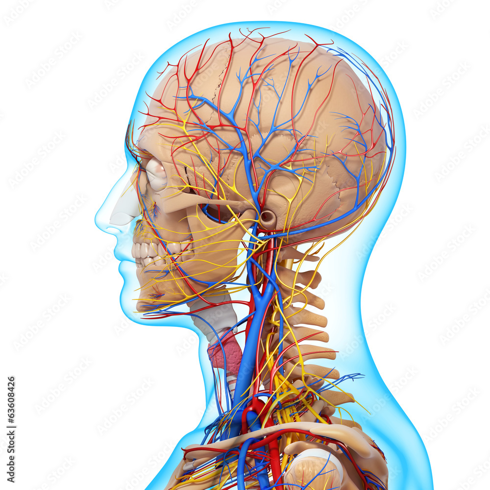 3d Anatomy of circulatory system and nervous system Stock Illustration ...