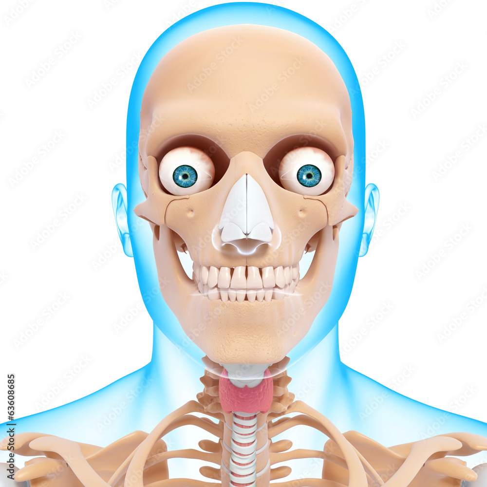 human skull with thyroid cartilage Stock Illustration | Adobe Stock