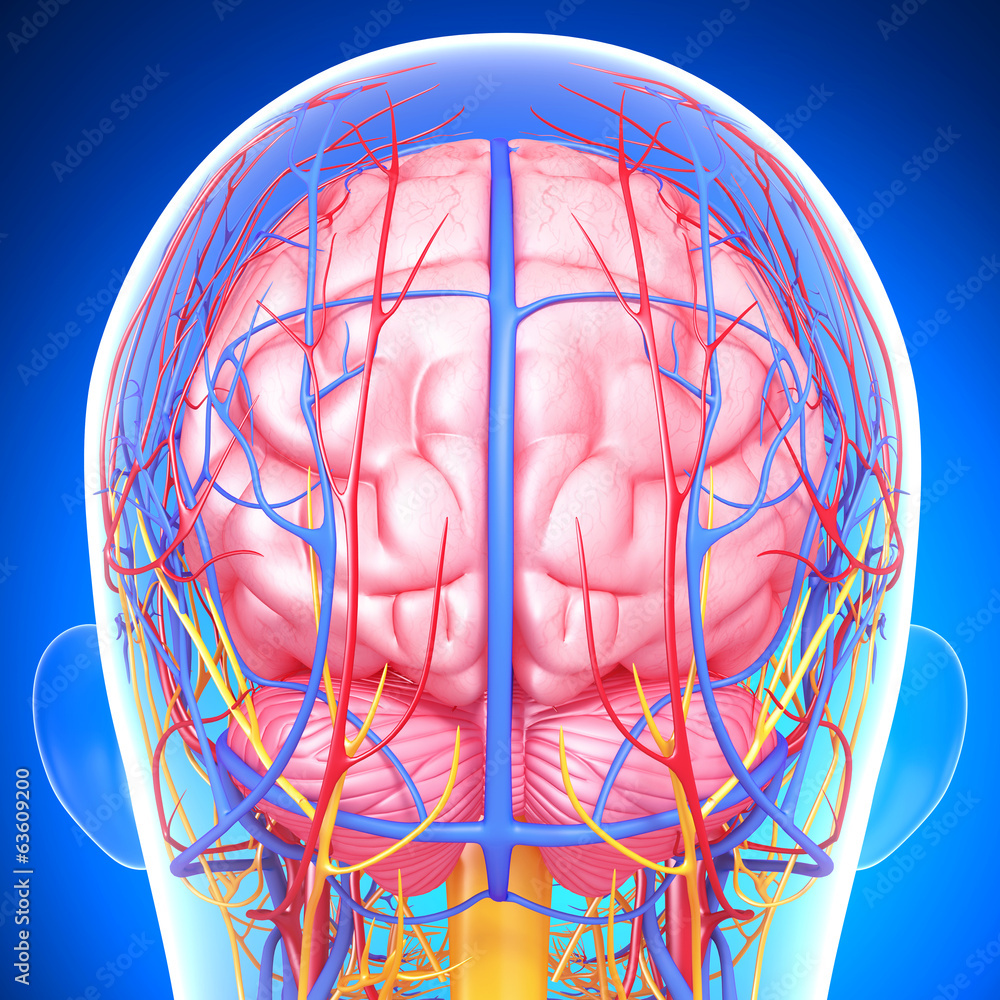 circulatory system and nervous system with brain Stock Photo | Adobe Stock